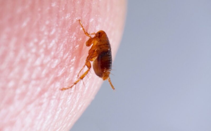 Alerta por “tifus de los matorrales” - Observatorio de Enfermedades ...